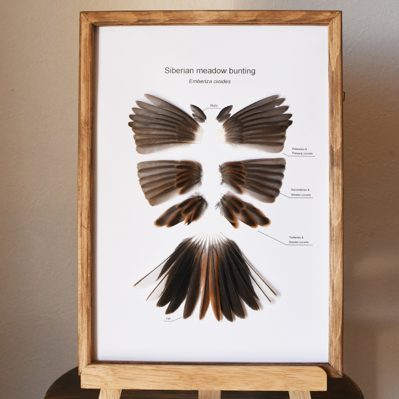 6・7月のイベント情報 | ほねとはね